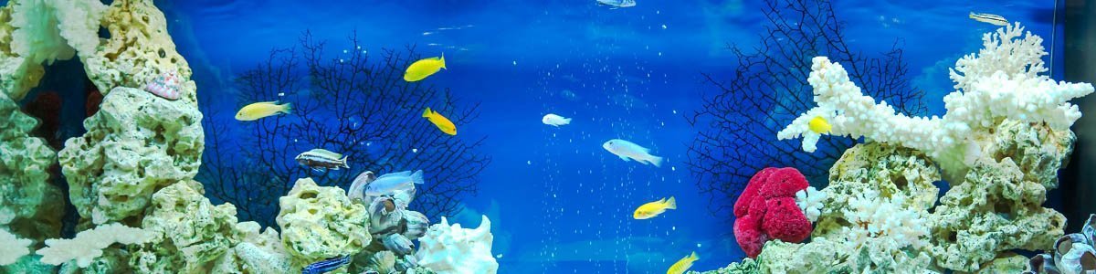 Fish Supplies – Petland Bradenton, Florida Pet Store