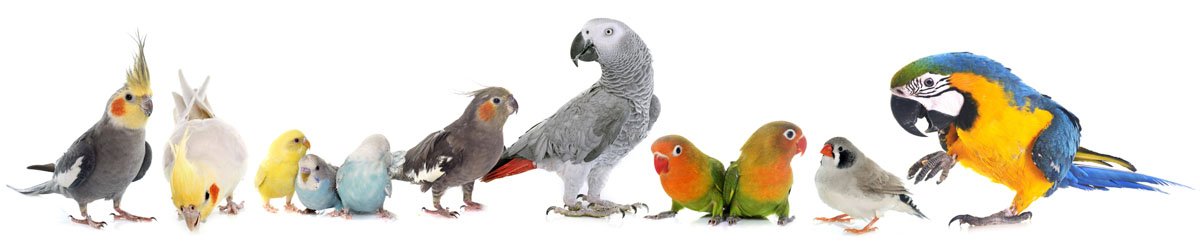 Bird Supplies and Accessories – Petland Bradenton, Florida