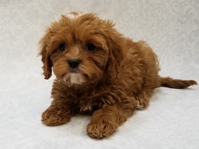 Cavapoo Puppy Ruby ID:15346 Located at Petland Bradenton, Florida