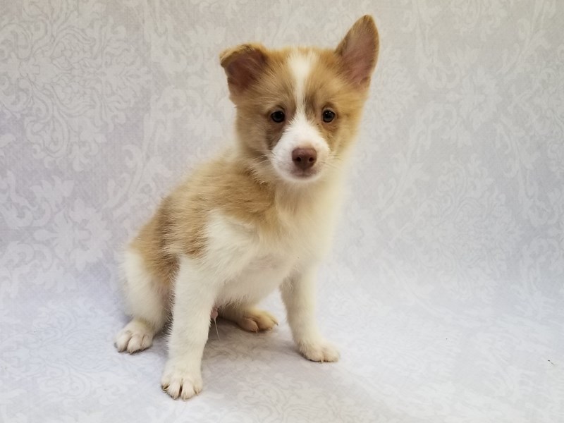 Pomsky Puppy Sable/White ID:15725 Located at Petland Bradenton, Florida