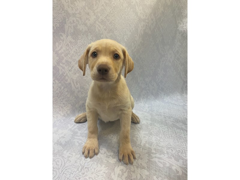 Labrador Retriever-DOG-Female-Yellow-2782552-Petland Bradenton, Florida