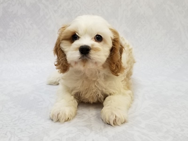 Cavapoo Puppy Buff/White ID:16043 Located at Petland Bradenton, Florida