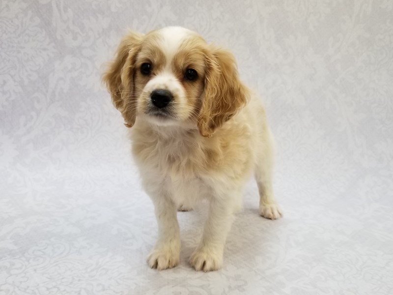 Cavapoo Puppy Blenheim ID:16044 Located at Petland Bradenton, Florida