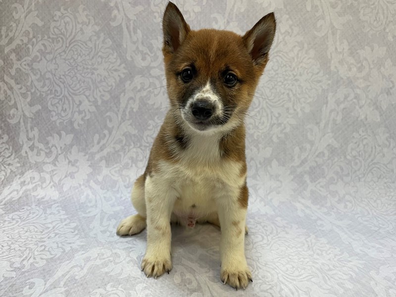 Shiba Inu Puppy Red Pinto ID:16173 Located at Petland Bradenton, Florida