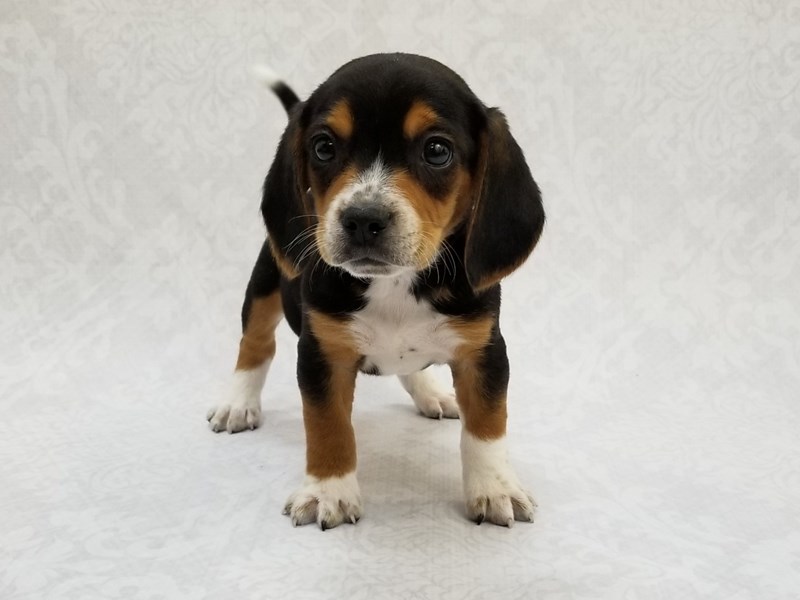 Beagle Puppy Tri Color ID:16257 Located at Petland Bradenton, Florida