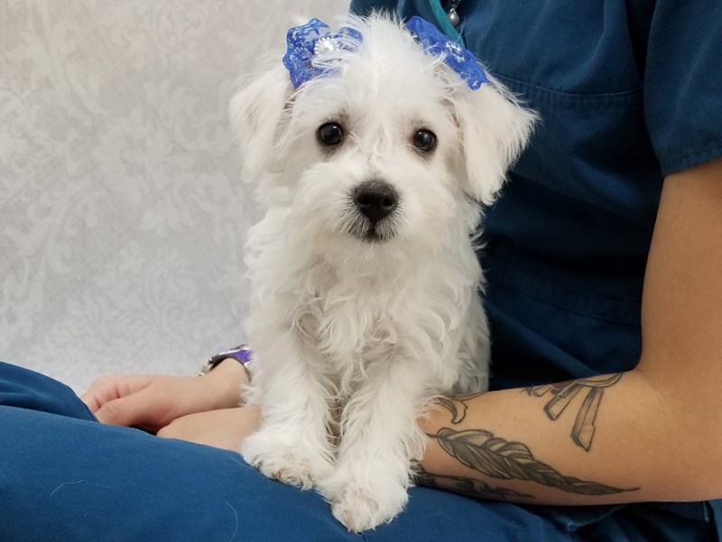 Schnoodle Puppy White ID:16199 Located at Petland Bradenton, Florida