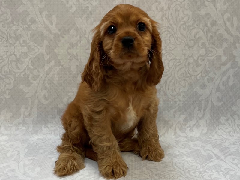 Cockalier Puppy Ruby ID:16370 Located at Petland Bradenton, Florida