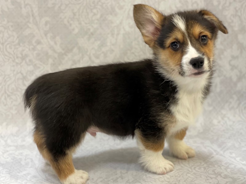 Pembroke Welsh Corgi Puppy Tri color ID:16405 Located at Petland ...