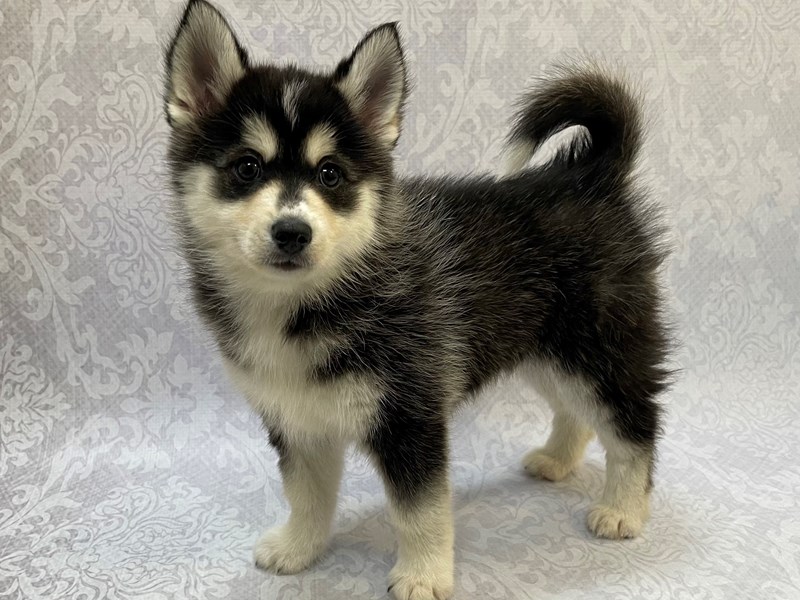 Pomsky Puppy Black / White ID:16458 Located at Petland Bradenton, Florida