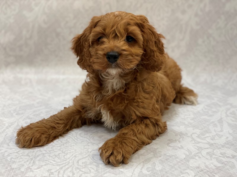 Cockapoo Puppy Apricot ID:16473 Located at Petland Bradenton, Florida
