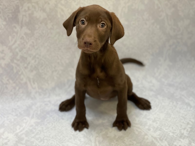 Labrador Retriever Puppies - Petland Bradenton, Florida