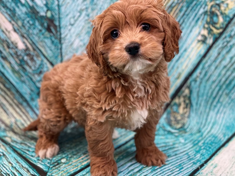 Cockapoo Puppy Red ID:16605 Located at Petland Bradenton, Florida