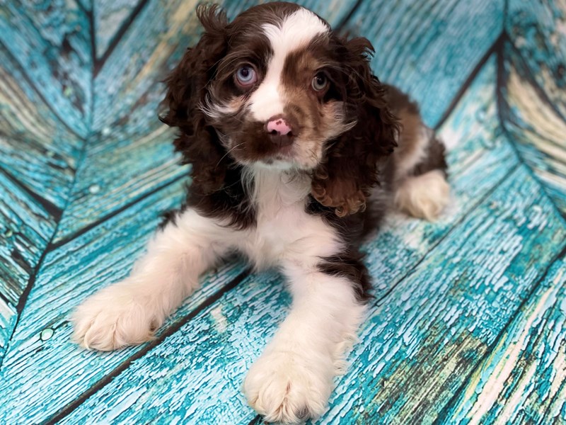 Cockapoo Puppy Chocolate Merle ID:16642 Located at Petland Bradenton ...