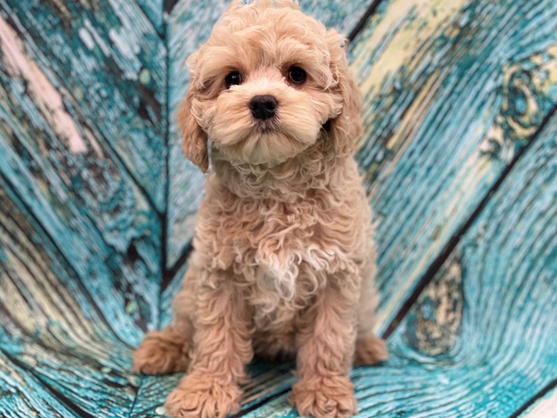 Cockapoo Puppy Cream ID:16643 Located at Petland Bradenton, Florida