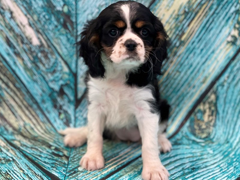 Cockalier Puppy Tri Color ID:16743 Located at Petland Bradenton, Florida