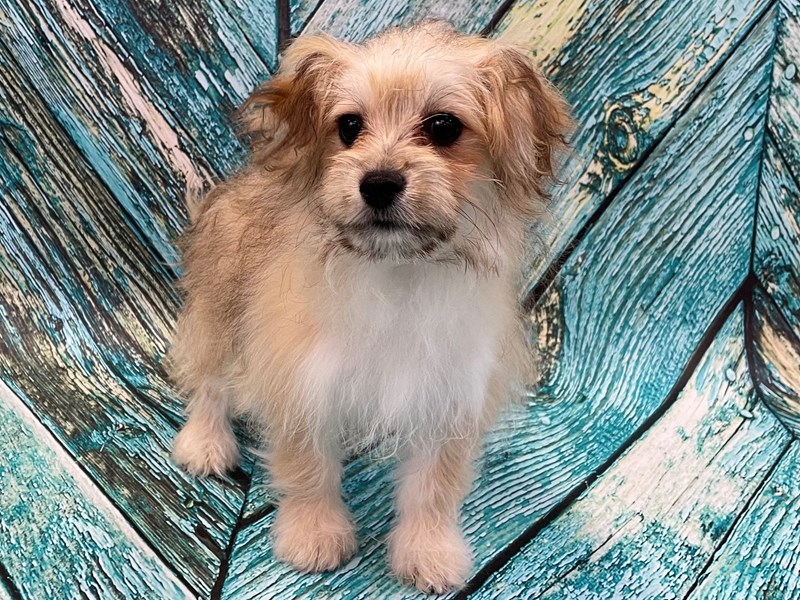 Pomapoo Puppy Red Sable ID:16705 Located at Petland Bradenton, Florida