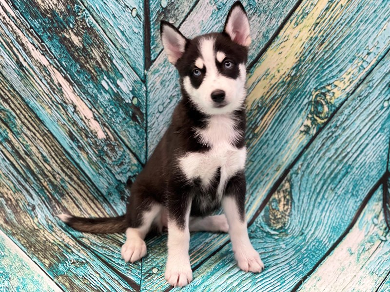 Pomsky Puppy Black/White ID:16868 Located at Petland Bradenton, Florida