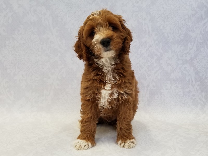Cockapoo-DOG-Male-Apricot-3333380-Petland Bradenton, Florida
