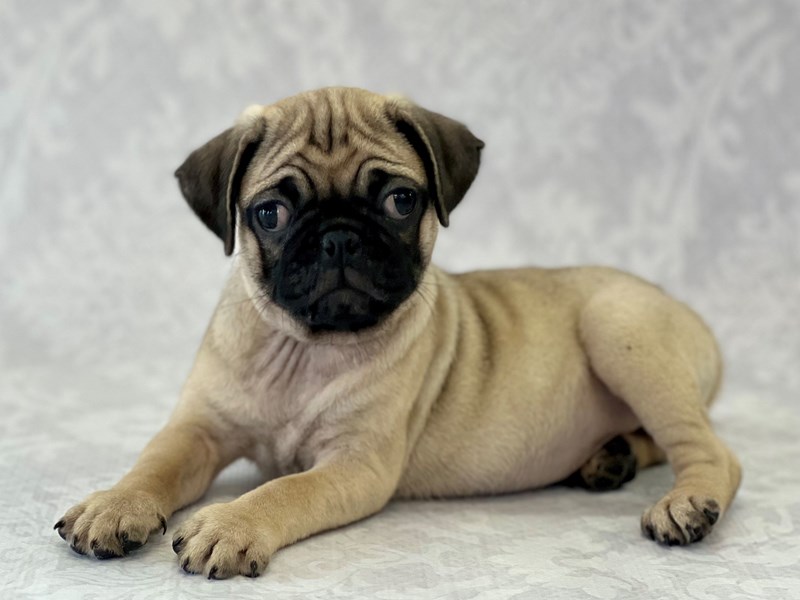 Pug Puppy Fawn w/ Black Mask ID:17011 Located at Petland Bradenton, Florida