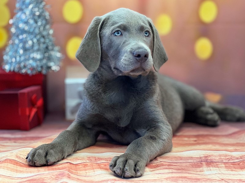 Labrador Retriever Puppy Silver ID:17068 Located at Petland Bradenton ...