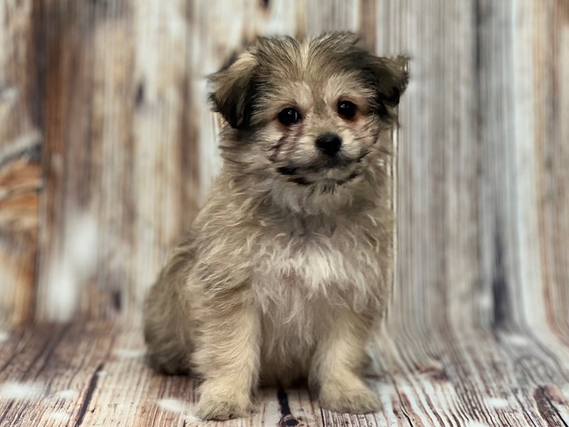 Pomapoo Puppy Tan ID:17088 Located at Petland Bradenton, Florida