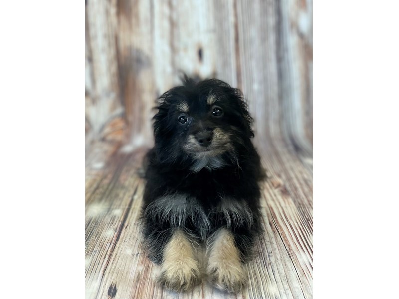Pomapoo Puppy Black ID:17265 Located at Petland Bradenton, Florida