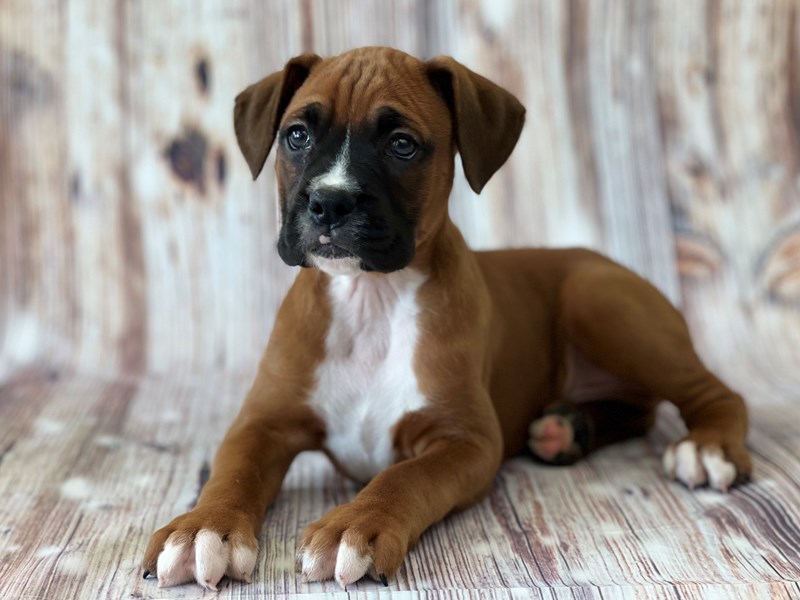 Boxer Puppy Red ID:17351 Located at Petland Bradenton, Florida