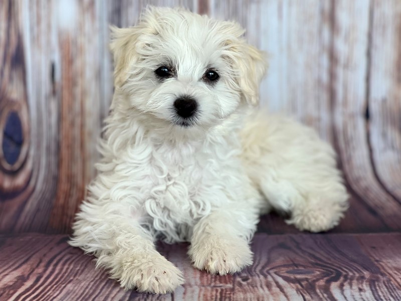Schnoodle Puppy White & Apricot ID:17388 Located at Petland Bradenton ...