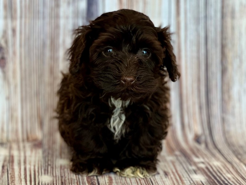 Cockapoo Puppy Chocolate ID:17430 Located at Petland Bradenton, Florida