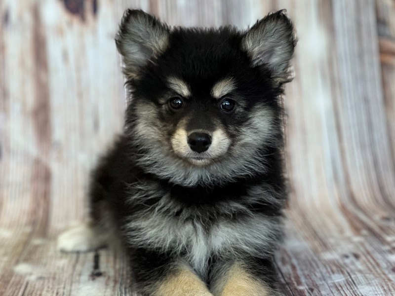 Pomsky Puppy Black & Tan ID:17440 Located at Petland Bradenton, Florida