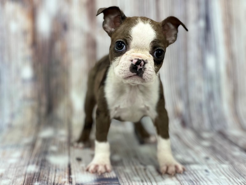 Boston Terrier Puppy Chocolate Merle ID:17548 Located at Petland ...