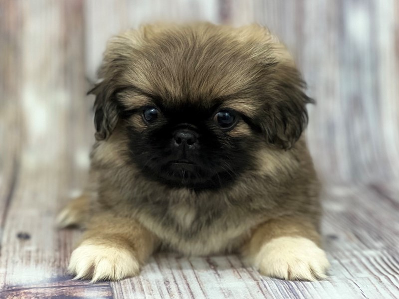 Pekingese Puppy Sable ID:17549 Located at Petland Bradenton, Florida