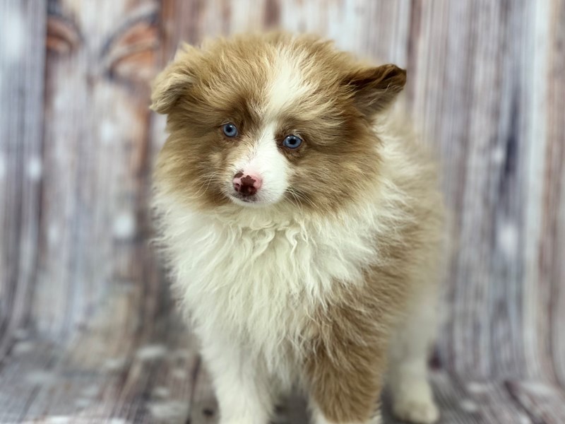 Pomsky Puppy Chocolate Merle ID:17556 Located at Petland Bradenton, Florida