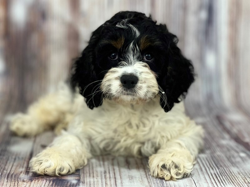 Cockapoo Puppy White Black / Tan ID:17574 Located at Petland Bradenton ...