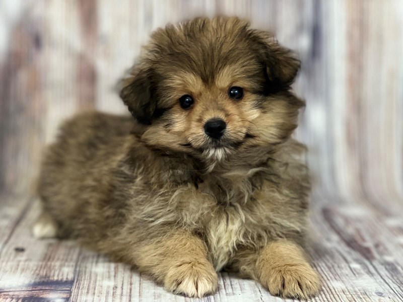 Pomapoo Puppy Mahogany ID:17580 Located at Petland Bradenton, Florida