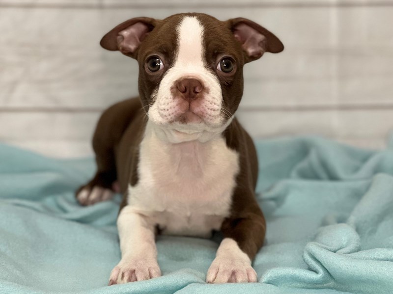Boston Terrier Puppy Red / White ID:17657 Located at Petland Bradenton ...