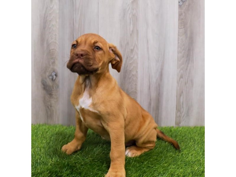 Dogue De Bordeaux Puppy Red ID:17672 Located at Petland Bradenton, Florida