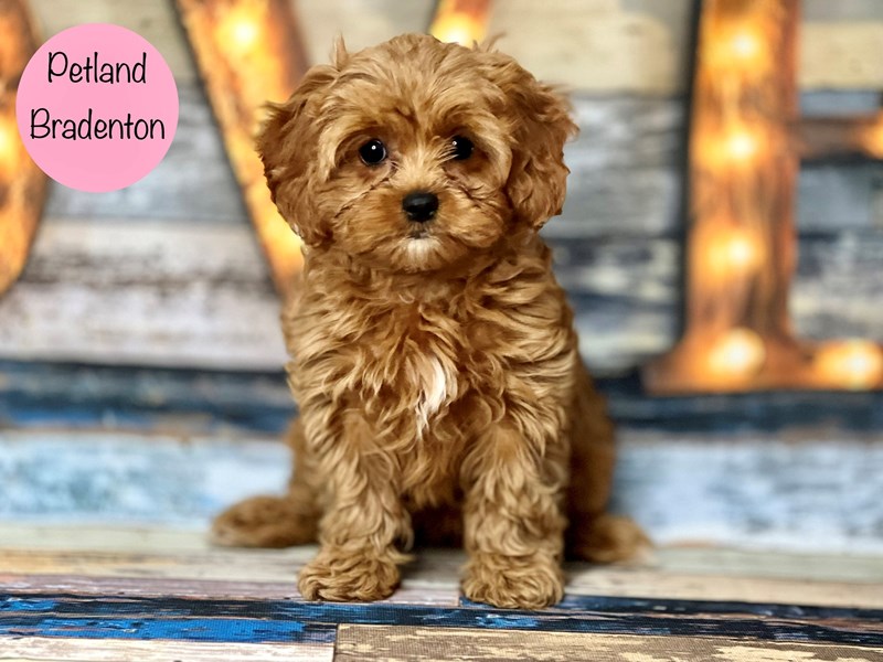 Cavapoo Puppy Ruby ID:17860 Located at Petland Bradenton, Florida