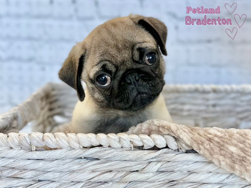 Pug Puppy Fawn ID:17875 Located at Petland Bradenton, Florida