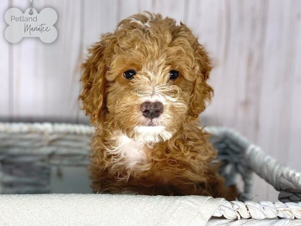 Miniature Aussie Poo-Dog-Female-Blue Merle-4028498-Petland Bradenton ...