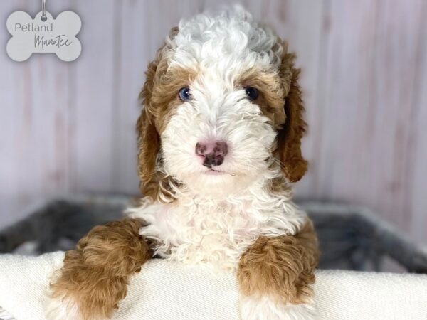 Miniature Aussie Poo-Dog-Female-Blue Merle-4028498-Petland Bradenton ...