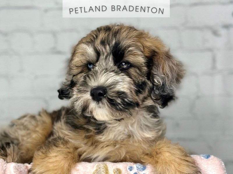 Available Pets - Page 3 of 3 - Petland Bradenton, Florida