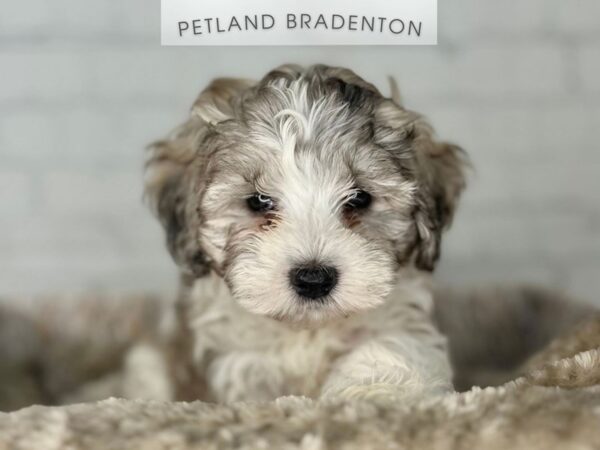Maltipoo-DOG-Male-Cream-2702523-Petland Bradenton, Florida