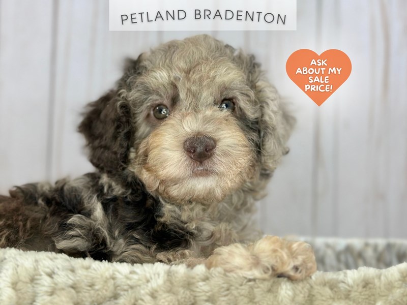 Miniature Poodle-DOG-Male-Brindle-3427274-Petland Bradenton, Florida