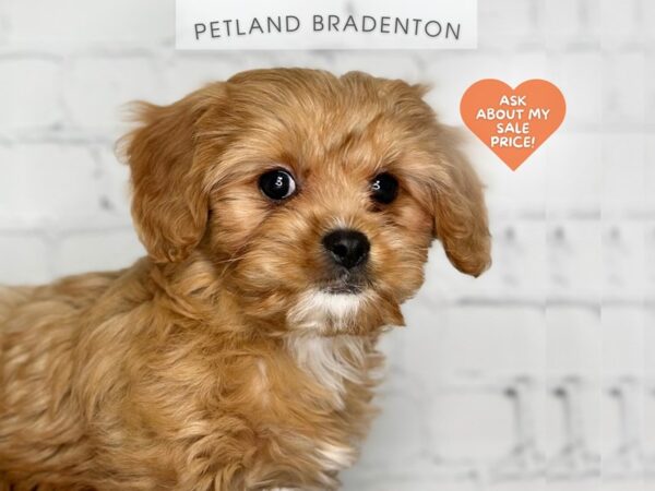Cavapoo Puppies - Petland Bradenton, Florida