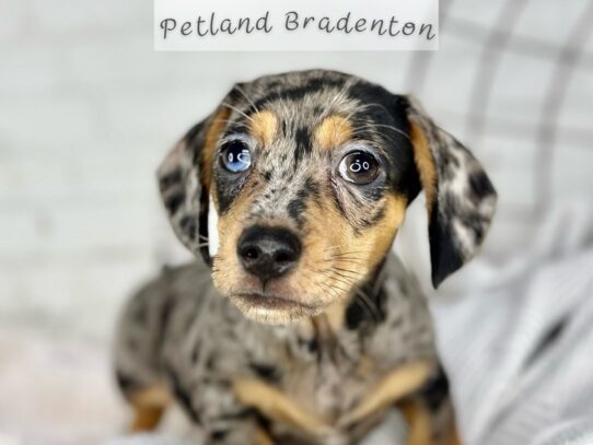 Chiweenie Puppy Chocolate ID:16170 Located at Petland Bradenton, Florida