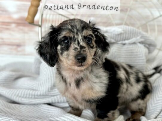 Dachshund (Mini) Small Animal Blue Dapple Piebald ID:18360 Located at ...